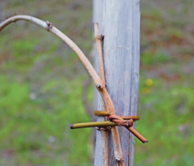 Bei der Einzelpfahlerziehung werden die Reben herzförmig an den Pfahl ...