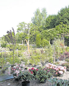 Gärtnerei Koehler Bexbach: Baumkletterer Florian Koehler - Saarbrücker ...