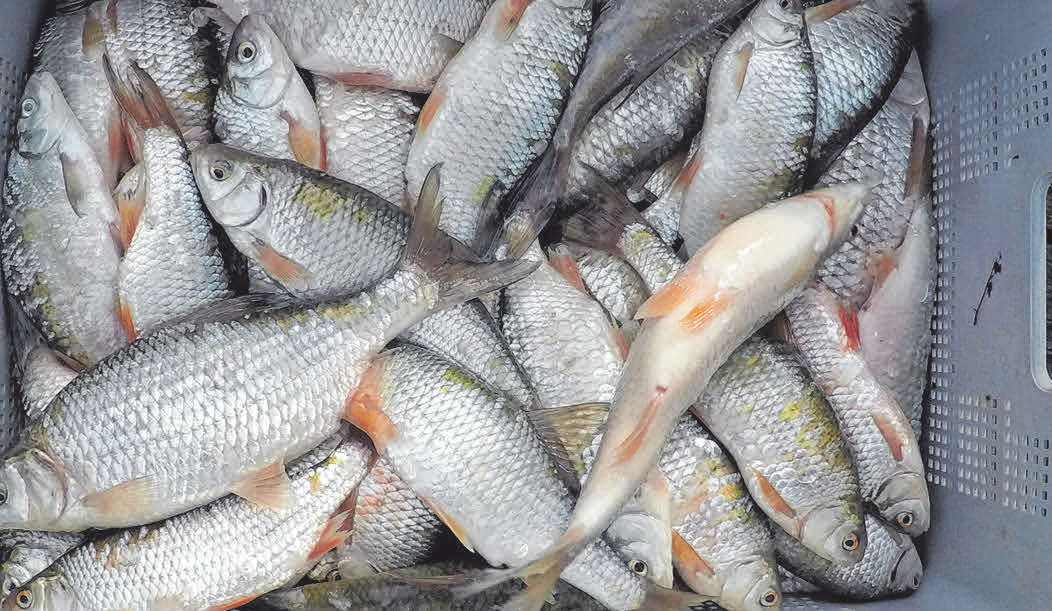 Matjes aus Rotauge, Rotaugenfilet sauer eingelegt, frittierte ...