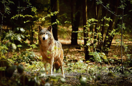 Der Park im Merziger Kammerforst zählt zu den beliebtesten ...